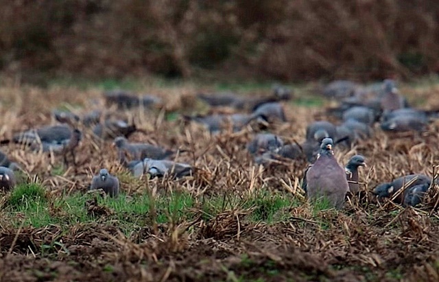 Reportage : L’oiseau bleu en Chalosse - alabillebaude